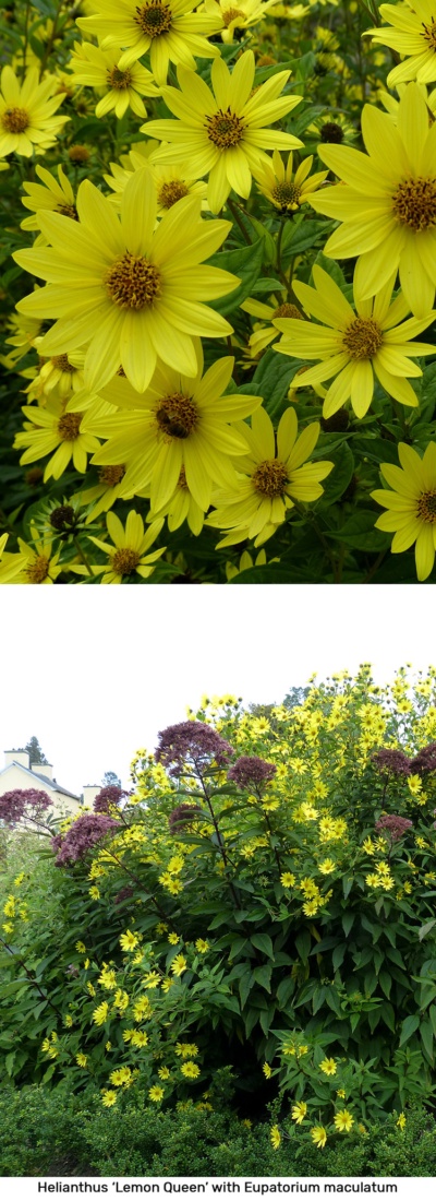 Hoo House Nursery - Helianthus 'Lemon Queen'